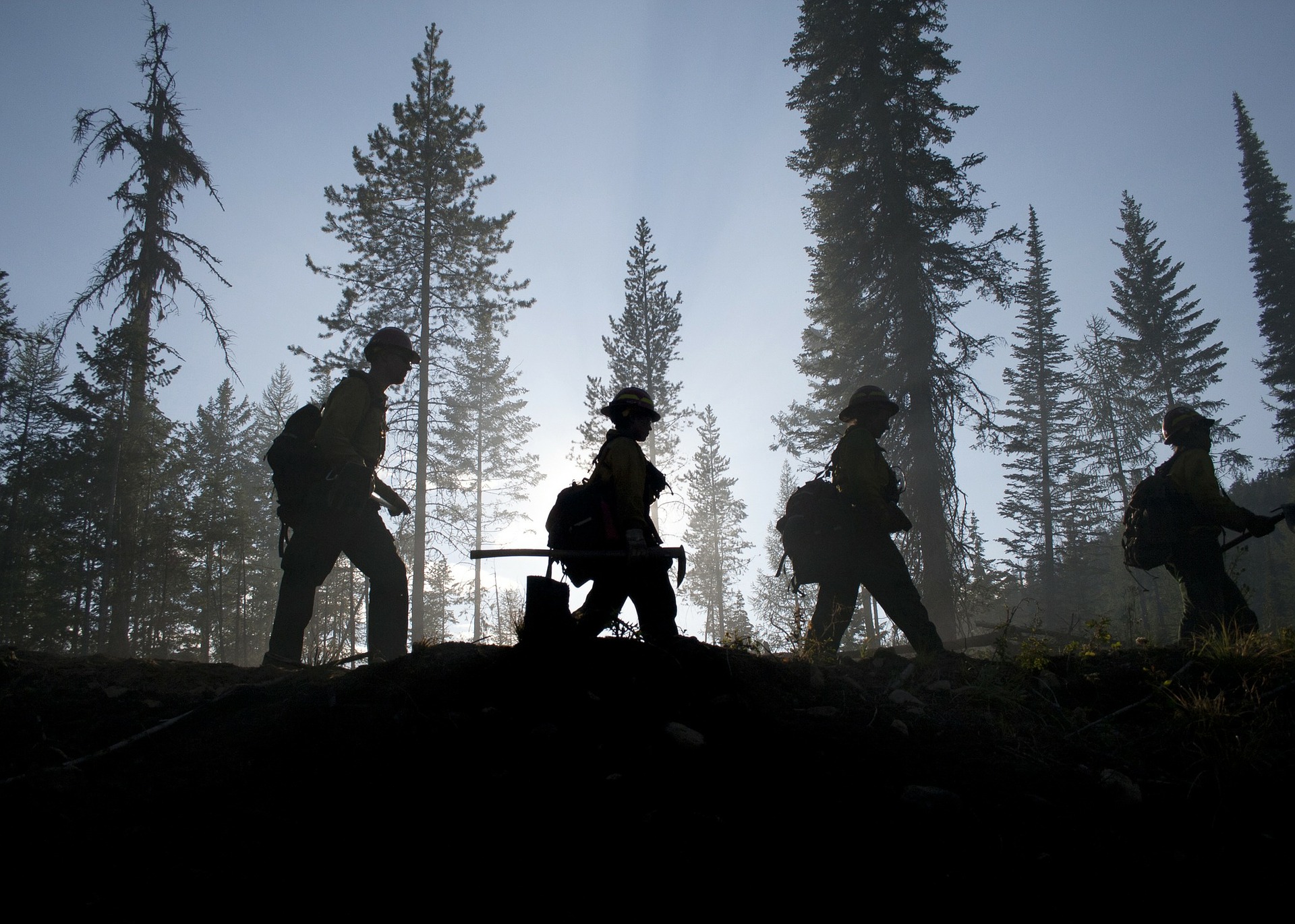 Profesionales preparados – Gestionemos los bosques Profesionales preparados – Gestionemos los bosques